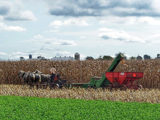 Harvest time brings a symphony of teamwork as horses pull equipment through golden fields. Organic farming before it was trendy.