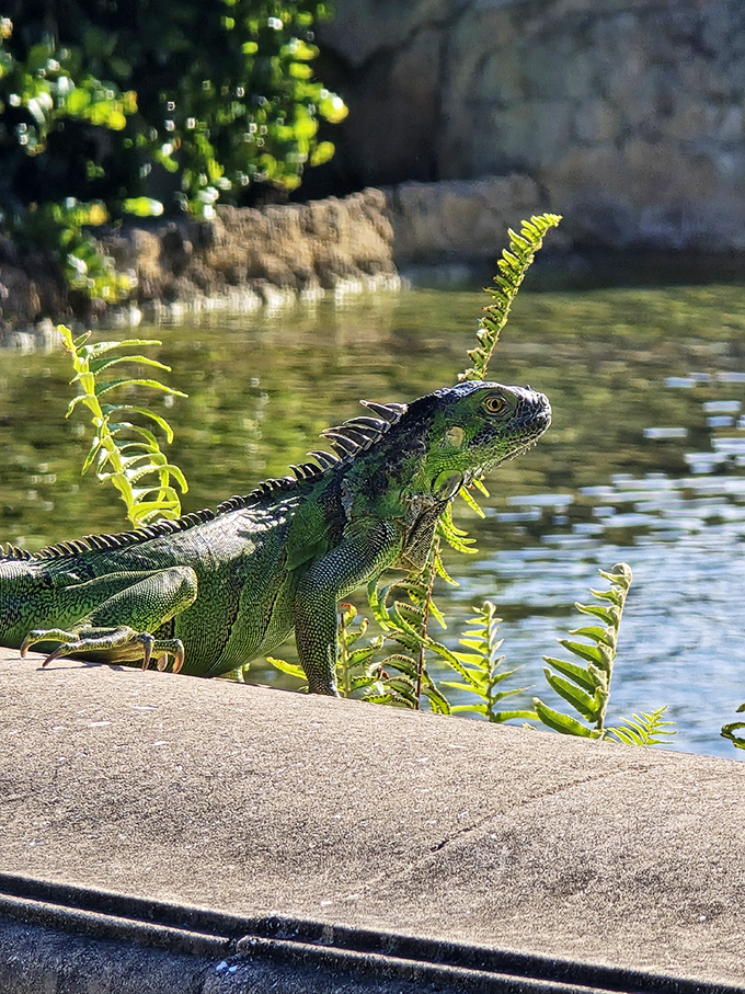 Not to be outdone by mythological creatures, a real-life Florida iguana strikes a pose worthy of its own bronze statue.