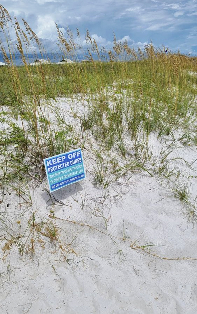 Mother Nature's VIP section: These protected dunes ensure Navarre Beach remains pristine for generations of sandcastle architects to come.