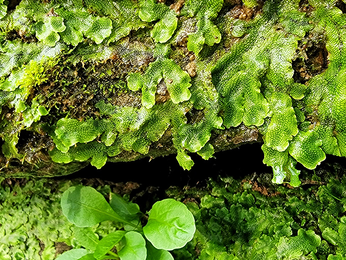 Nature reclaims everything eventually. These vibrant liverworts create miniature forests on fallen logs near the bridge, a reminder of time's passage.