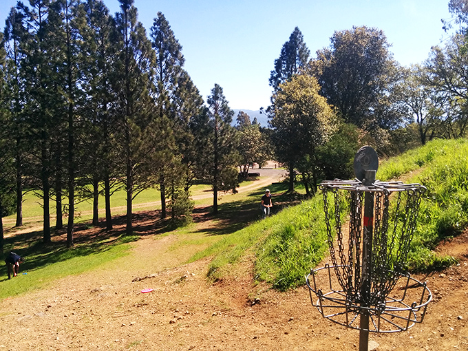 Disc golf enthusiasts find their happy place at Low Gap Park, where challenging baskets await among towering pines and rolling Mendocino hills.