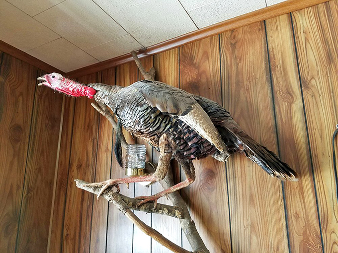 The mounted turkey watches over diners like a feathered guardian of authenticity. In an era of faux-rustic decor, this is genuinely the real deal.