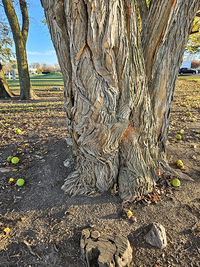 The gnarled, textured bark of an Osage orange tree&mdash;once used as natural fencing before barbed wire. Nature's original security system. 
