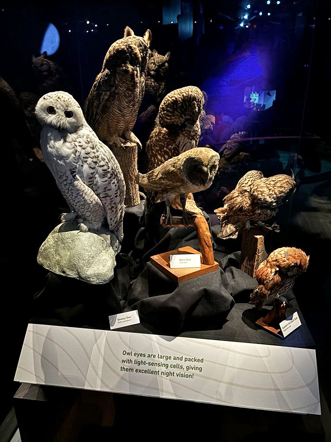 Who's watching whom? This stunning owl collection showcases the diversity of Indiana's nocturnal predators with scientific precision and artistic flair.