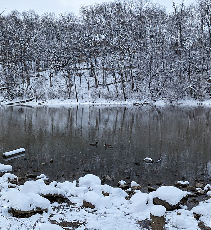 Winter transforms the riverbank into a monochrome masterpiece where even the ducks seem to appreciate the seasonal makeover.