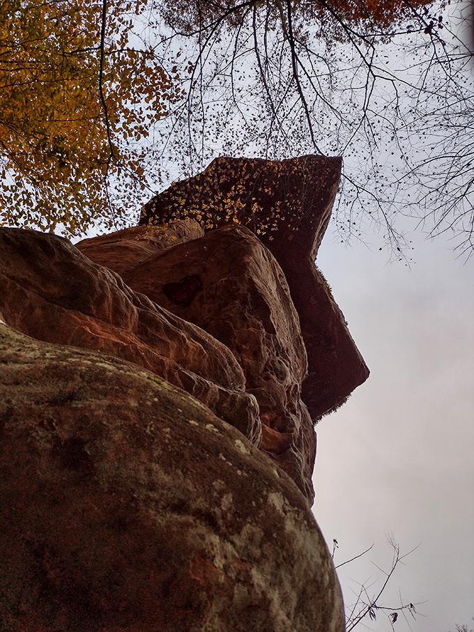 The bottom-up perspective showcases nature's architectural miracle that would make engineers scratch their heads.