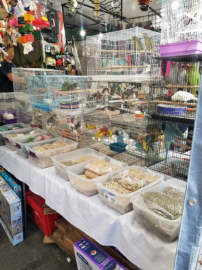 Live birds chirping sweeter melodies than most streaming services can offer these days, honestly. 