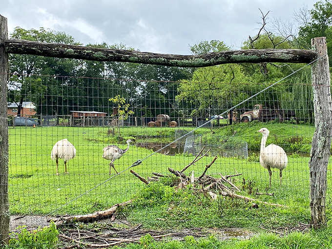 The rhea welcoming committee stands at attention, ready to inspect visitors with their curious, prehistoric gaze.