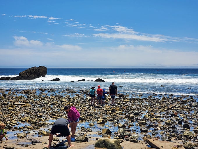Tidepooling: where adults suddenly remember what childlike wonder feels like, crouching over nature's miniature aquariums with gleeful fascination.
