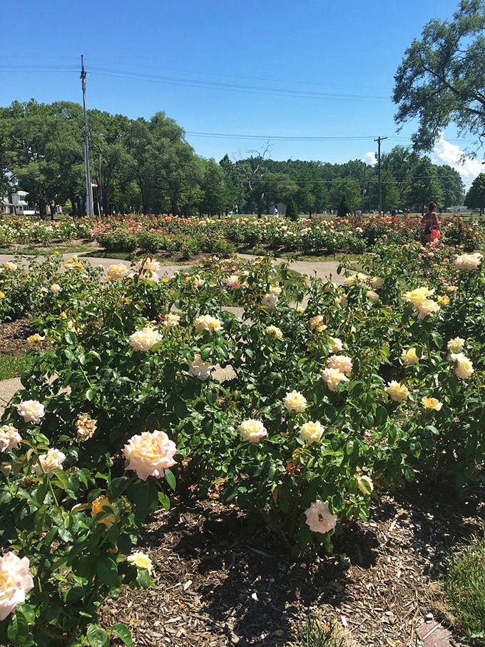The rose garden bursts with summer color, offering a fragrant detour from sandy adventures just steps from the shoreline.