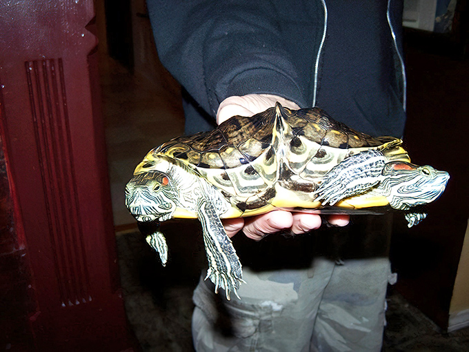 Even the wildlife at the Museum of Death is unusual – this two-headed turtle represents nature's occasional departure from the norm. A living oddity among the relics.