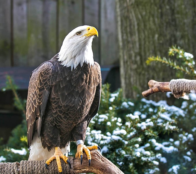 Majestic and unimpressed, this bald eagle embodies that cool neighbor who elevates property values just by living there.