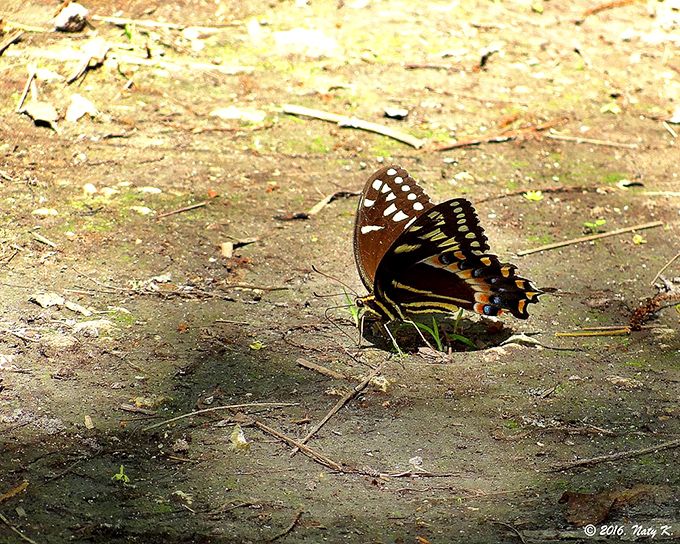 Even butterflies need a moment to rest their wings. This swallowtail didn't get the memo about posing for Instagram, but nailed it anyway.