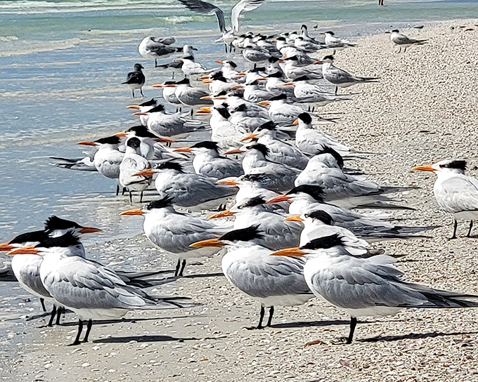Beach committee meeting in progress. These terns have strong opinions about shoreline development and proper fish-catching techniques.