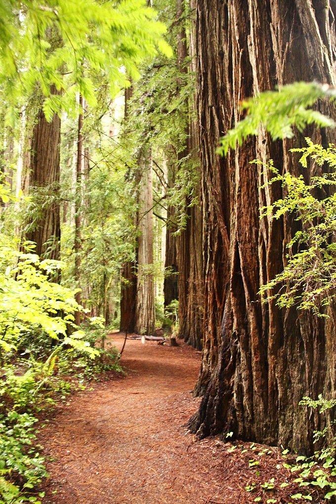 The redwood-lined trail invites you to walk among giants who were already ancient when Shakespeare was scribbling his first sonnets.