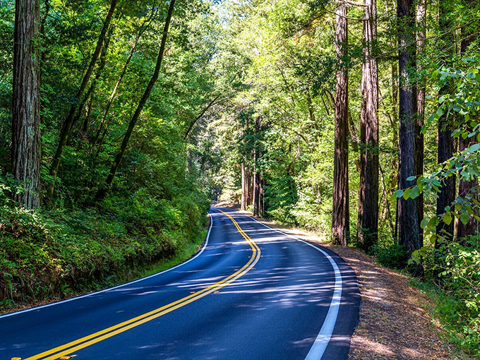 The road to Bolinas winds through cathedral-like redwoods, a green tunnel leading to coastal paradise.
