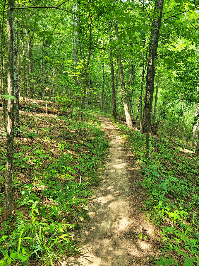Sunlight dapples through the canopy on Trillium Trail, creating a green cathedral where hiking becomes a form of meditation.