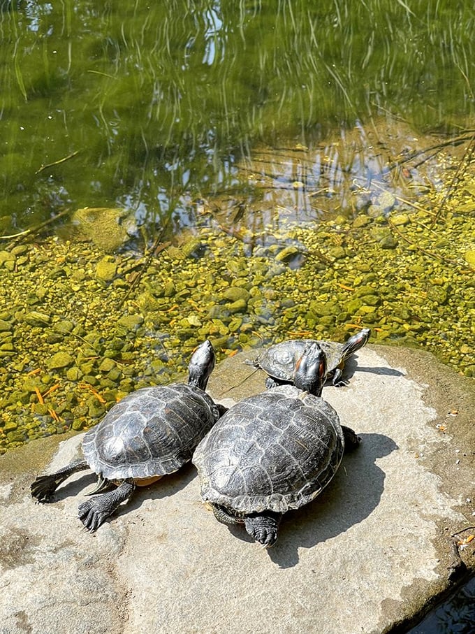 Turtle sunbathers demonstrating the art of relaxation. These shelled spa enthusiasts have mastered the California lifestyle better than most humans.