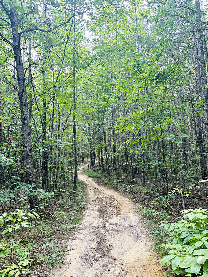 The forest path beckons with dappled sunlight filtering through a canopy of green&mdash;nature's version of mood lighting for your outdoor adventure. 