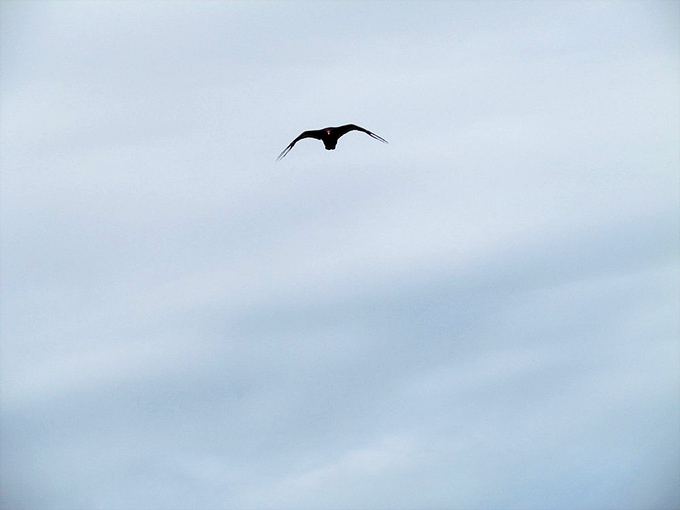 A solitary bird soars above the canyon, demonstrating the original definition of "free as a bird" while making us ground-dwellers slightly jealous.