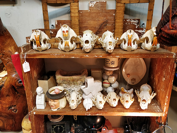 A macabre collection that somehow feels more scientific than spooky. These skulls have stories that would make a paleontologist swoon.