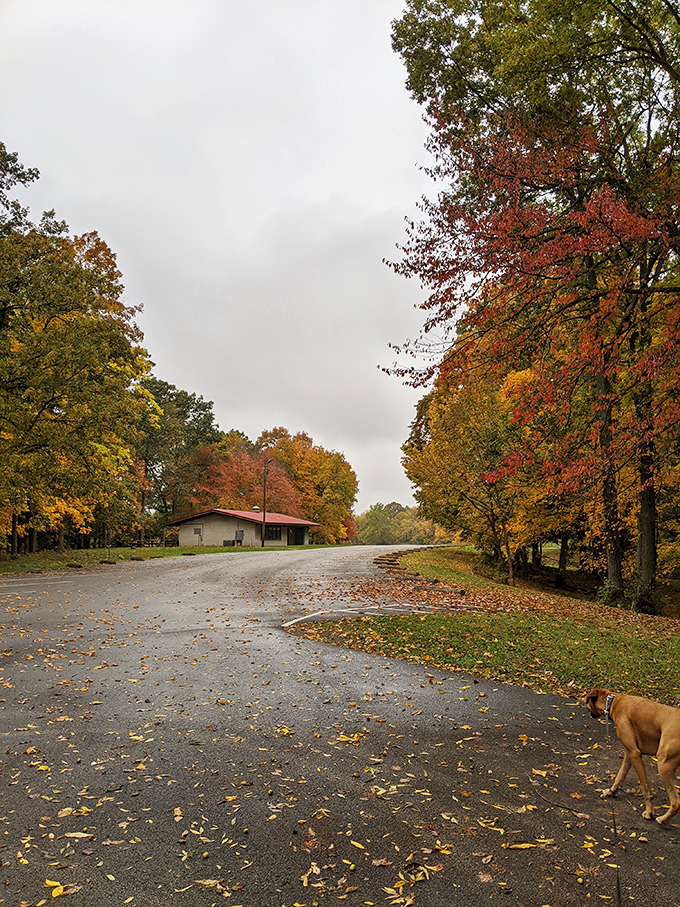 Autumn paints Rocky Fork with its signature palette, transforming ordinary roads into magazine-worthy photo opportunities.