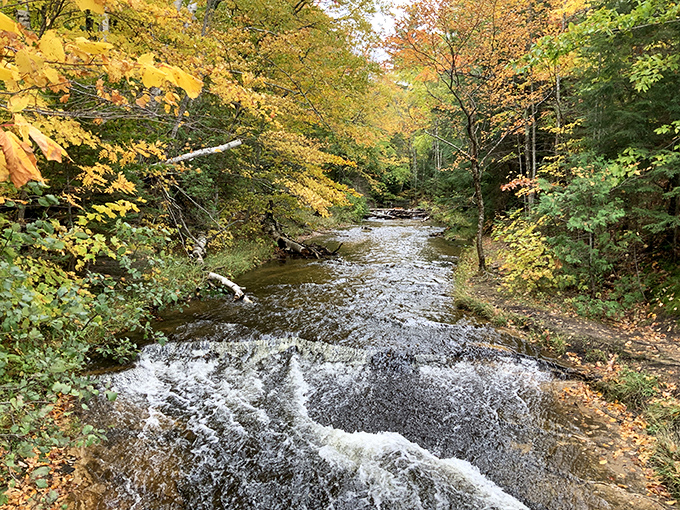 Autumn paints the forest in golden hues, transforming ordinary streams into ribbons of liquid amber beneath the canopy's seasonal makeover.