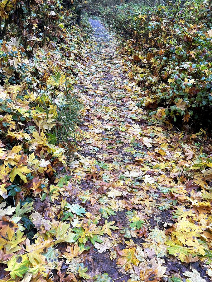 Autumn transforms ordinary paths into golden carpets worthy of nature royalty. Each fallen leaf is like nature's confetti celebrating your wise decision to visit.