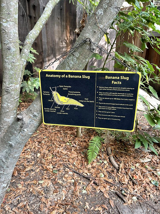 The educational banana slug sign proves that even in a place dedicated to mystery, there's always time for a science lesson.