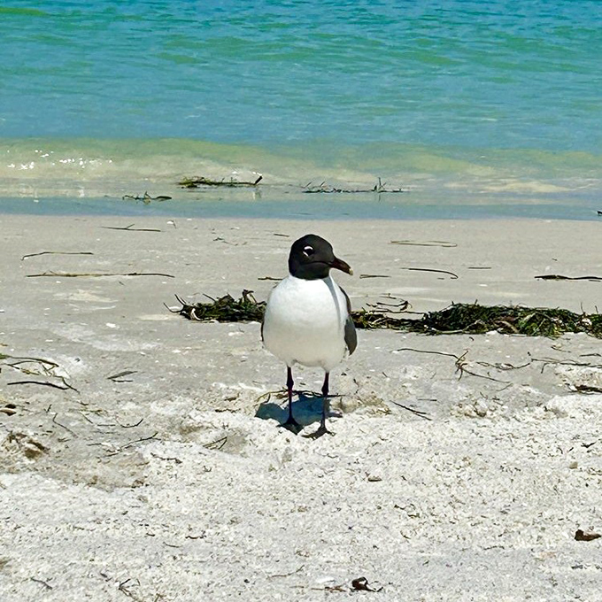 Local wildlife committee meetings often include this feathered beachgoer, who's clearly evolved to understand he has first dibs on the prime real estate.