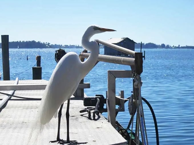"Got any leftovers?" This elegant egret has mastered the art of patient observation at the docks, where wildlife and village life intertwine seamlessly.