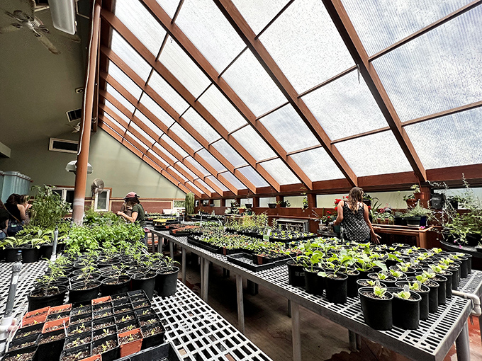 Inside these greenhouses, dedicated volunteers nurture tomorrow's garden stars like botanical fairy godmothers with green thumbs