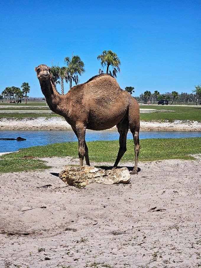 The ship of the Florida desert. This dromedary camel stands majestically against a backdrop of palm trees, bringing a touch of the exotic to the Sunshine State.