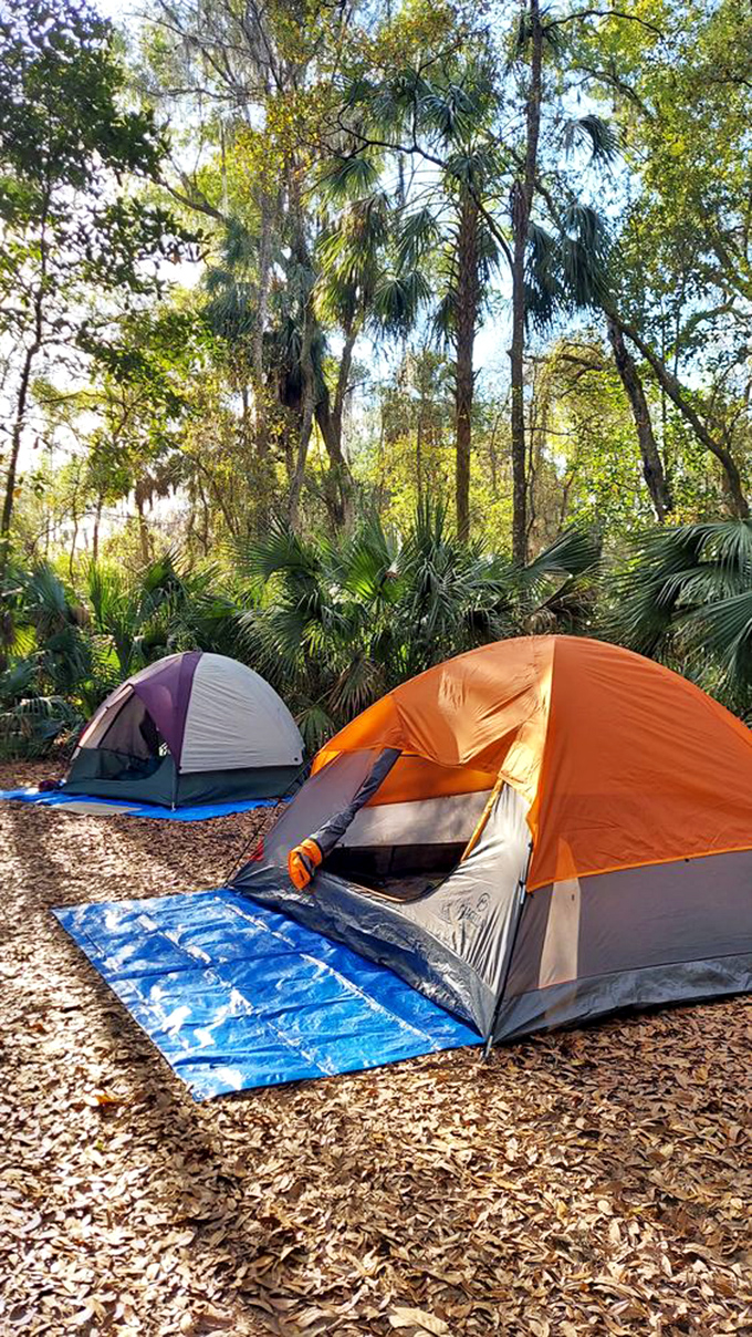 Camping under Florida's canopy means falling asleep to nature's own symphony every single night.