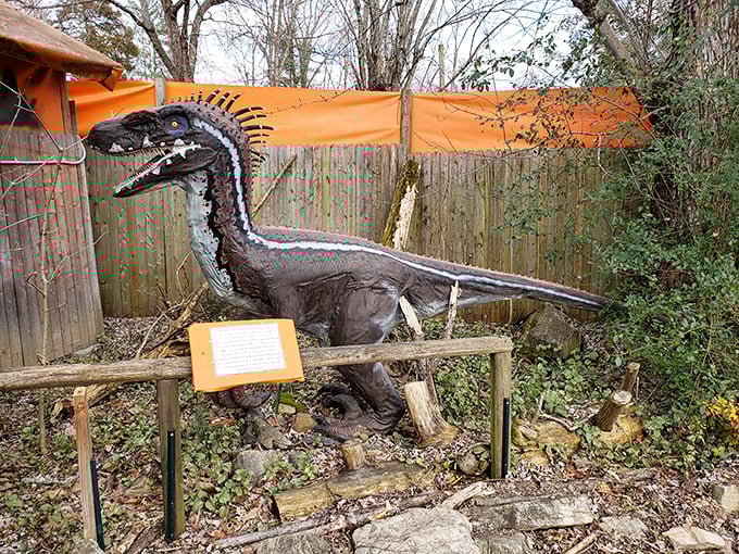 This sleek predator looks ready for action, complete with informational signage. Education and entertainment&mdash;the perfect prehistoric pairing.