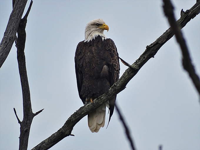 Even the local wildlife appreciates good architecture &ndash; this majestic eagle knows prime real estate when it sees it.
