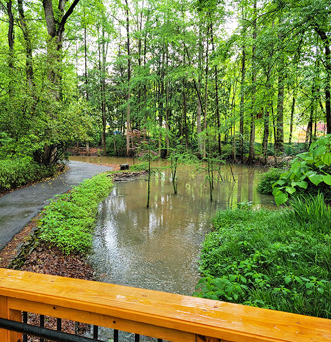 From this wooden overlook, the pond reflects the surrounding trees like nature's own Instagram filter – no technology required.
