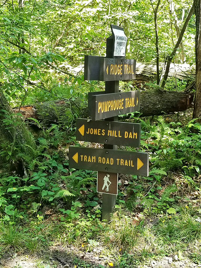 Trail markers that promise adventure in every direction. Getting lost has never been so tempting when Jones Mill Dam and Pumphouse Trail beckon.