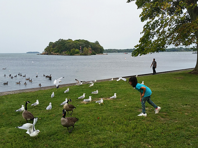 The unofficial welcoming committee has feathers and an appetite for breadcrumbs. These birds have better waterfront property than most humans.