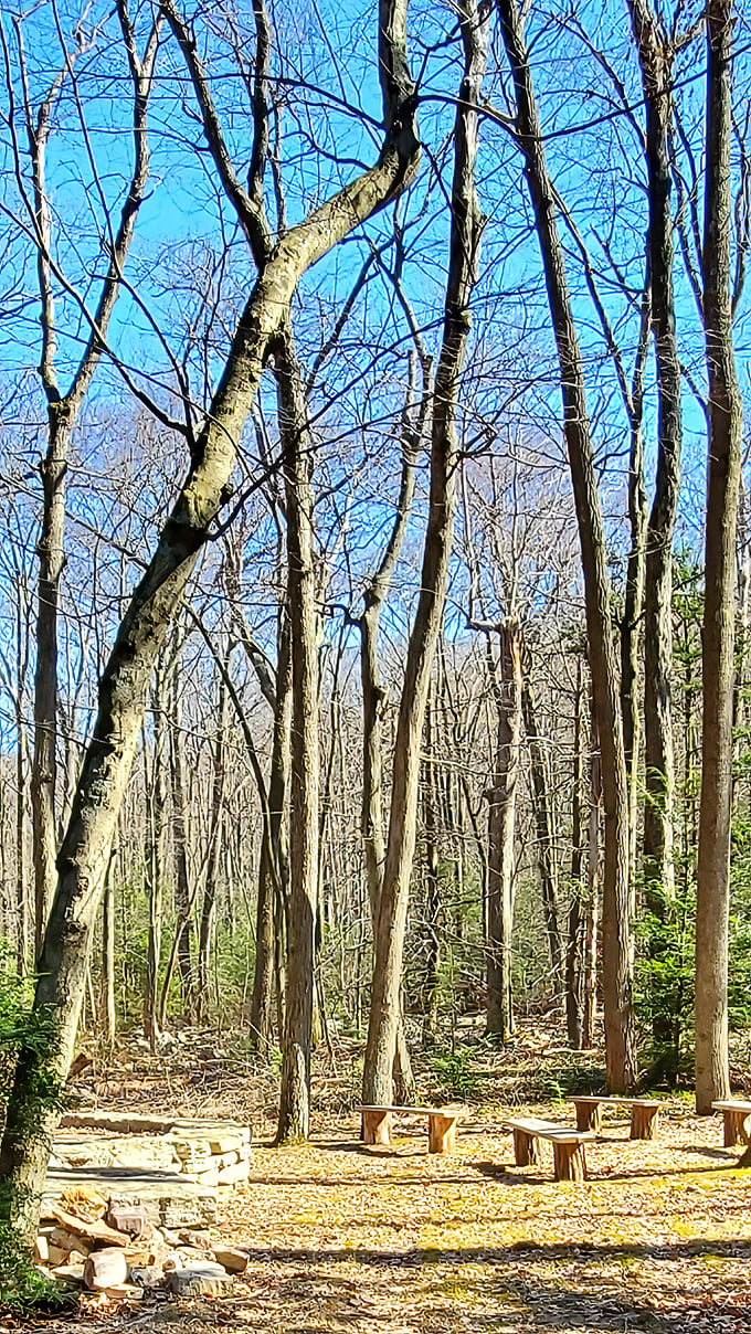 Autumn transforms ordinary hiking trails into nature's own red carpet experience for visitors.