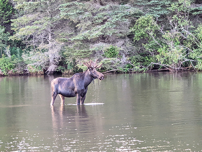 Dinner and a show, nature-style! This magnificent moose takes a refreshing dip, completely unbothered by your presence in his wilderness kingdom.