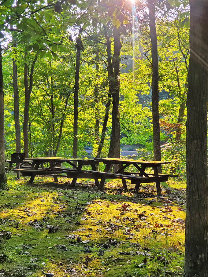 Sunlight filtering through trees creates nature's spotlight on this picnic table. Sandwiches taste 37% better when eaten here.