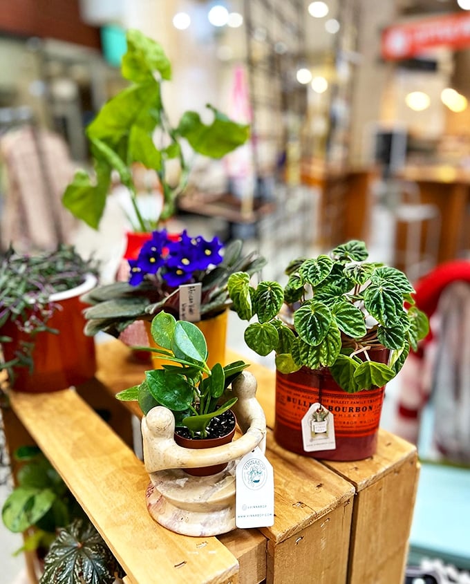 Plants stretch toward sunlight like green-thumbed optimists refusing to give up on indoor gardening dreams everywhere.