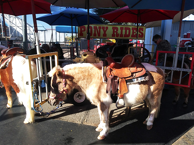 Not all treasures are inanimate! Little cowboys and cowgirls saddle up for pony rides, creating memories more valuable than any purchase.