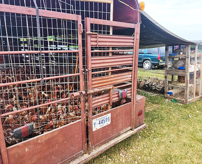 Farm-to-market takes on new meaning with these feathered friends. Rural life on display alongside the treasures of yesterday.