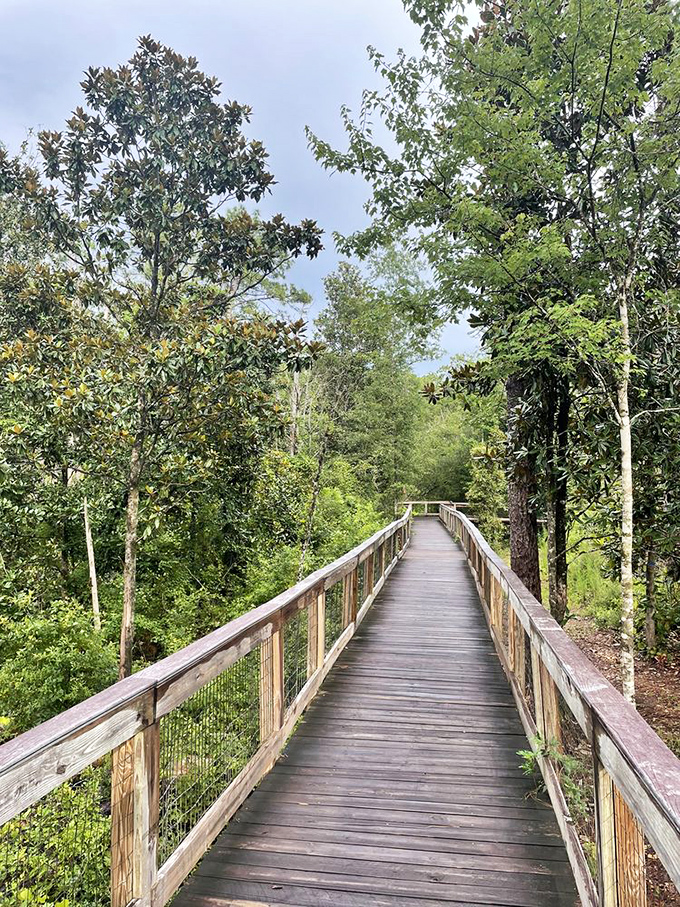 Walking the elevated path through a cathedral of magnolias and pines&mdash;proof that the journey itself can be as magnificent as the destination.