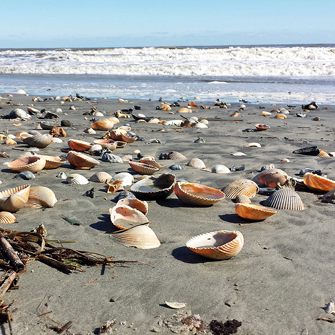 Nature's jewelry store scattered across dark sand&mdash;a treasure hunter's dream where each shell tells a story of oceanic journeys.