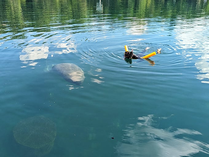 Swimming with manatees&mdash;nature's underwater teddy bears&mdash;is the kind of priceless experience that makes living here worth every penny of your Social Security check.