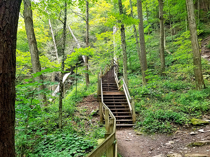 The forest reveals its secrets to those willing to climb. These wooden stairs lead deeper into a world where cell service fades but connection strengthens.