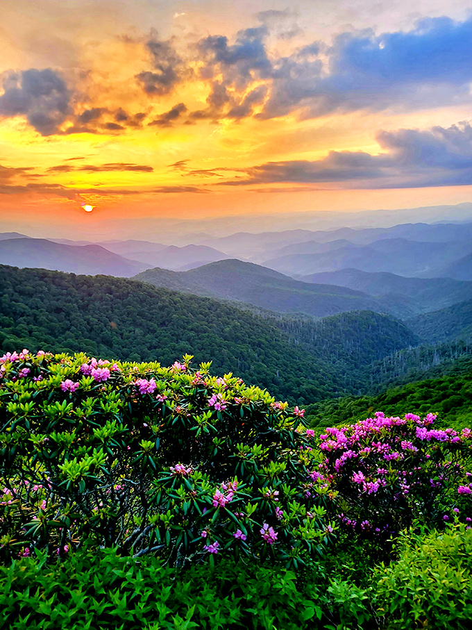 Sunset at Craggy Gardens pairs pink rhododendrons with golden hour light&mdash;nature's version of a perfect cocktail.